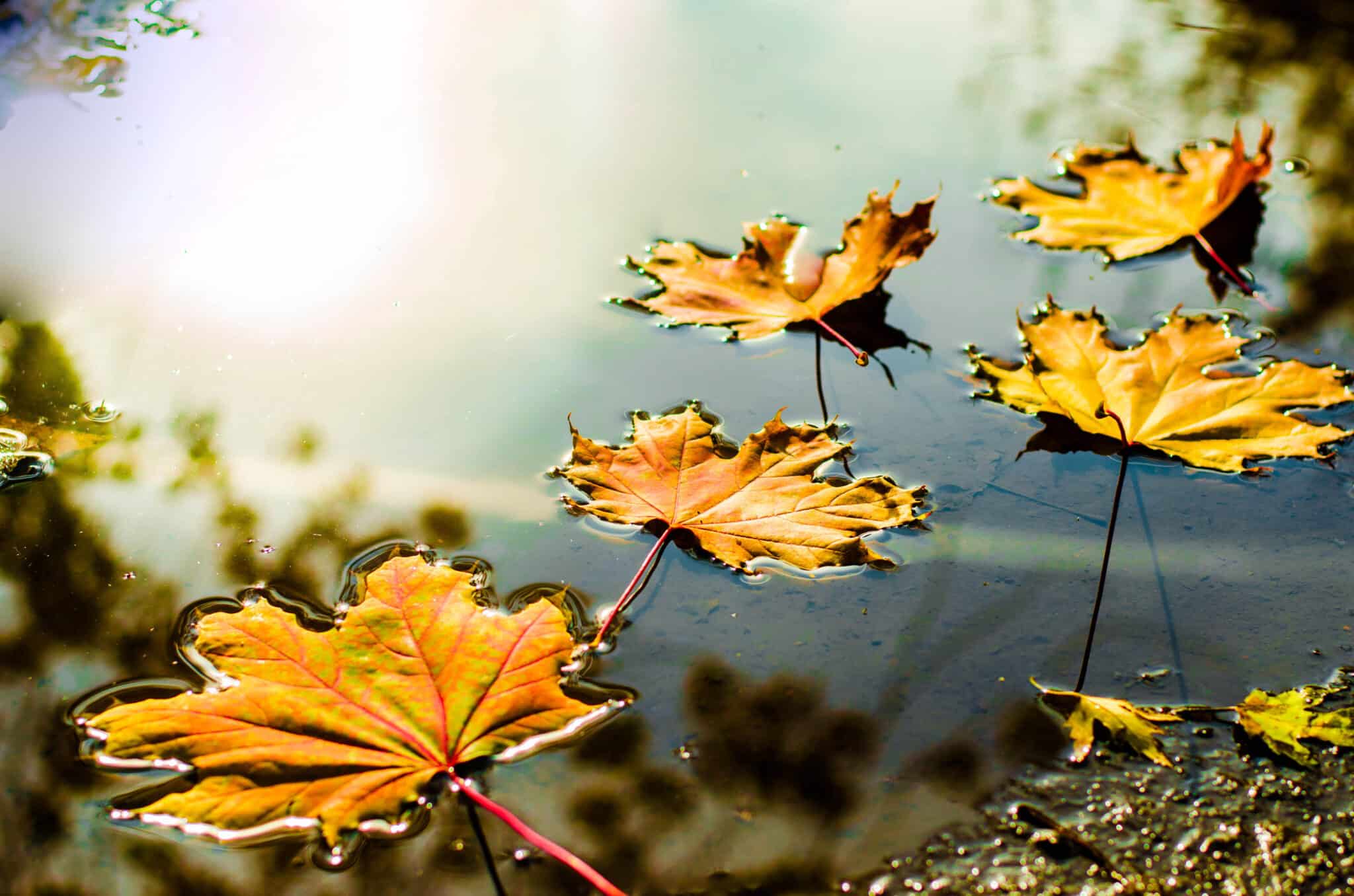 Fall is the Ideal Time for Unidirectional Flushing - Tata & Howard