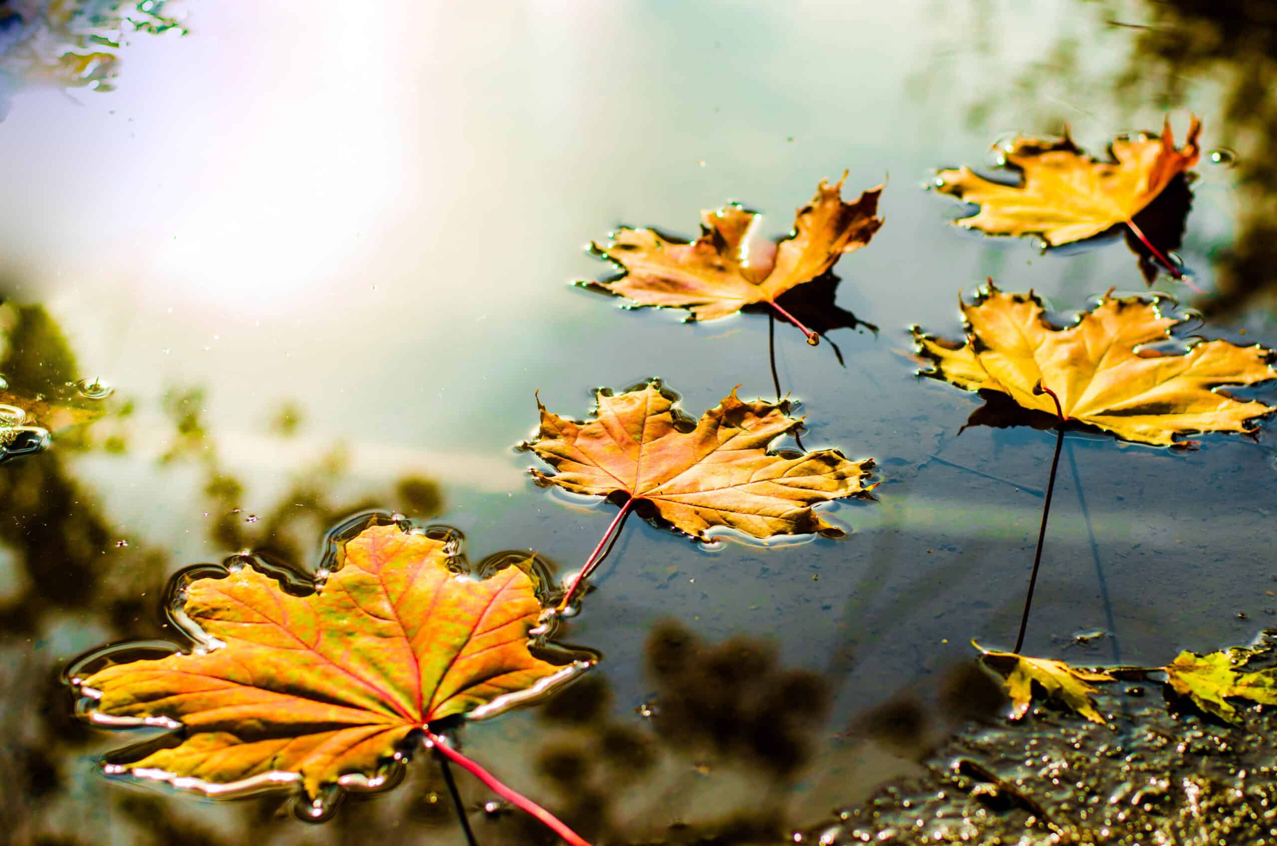 Fall is the Ideal Time for Unidirectional Flushing - Tata & Howard